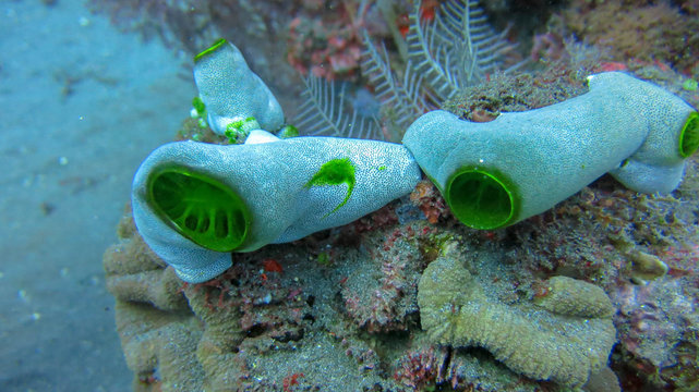 Didemnum Images – Browse 44 Stock Photos, Vectors, and Video | Adobe Stock