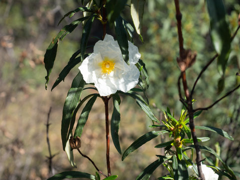 Imágenes de Jara: descubre bancos de fotos, ilustraciones, vectores y ...