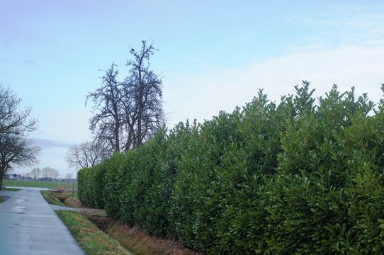 Lorbeerhecke Bilder – Durchsuchen 585 Archivfotos, Vektorgrafiken und ...