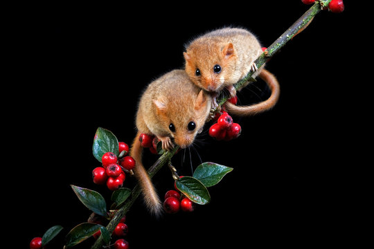 Muscardin Images – Browse 38 Stock Photos, Vectors, and Video | Adobe Stock