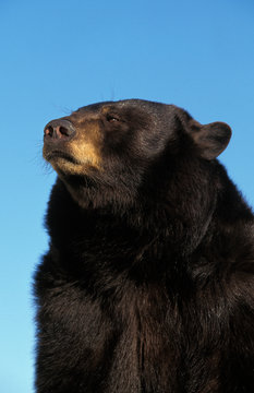 Baribal Images – Browse 19,345 Stock Photos, Vectors, and Video | Adobe ...