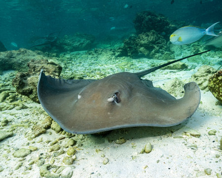รูปภาพWhipray – เลือกดูภาพถ่ายสต็อก เวกเตอร์ และวิดีโอ29,332 | Adobe Stock