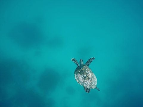 รูปภาพTurtle – เลือกดูภาพถ่ายสต็อก เวกเตอร์ และวิดีโอ335,997 | Adobe Stock