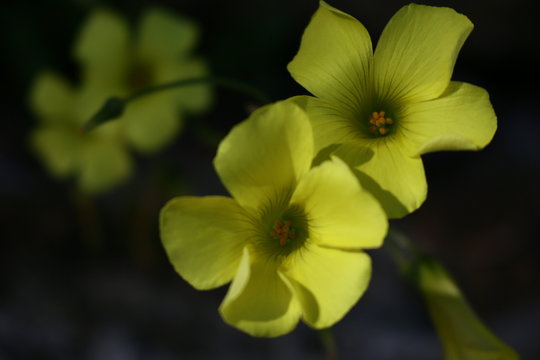 Angelina Alves photos, images, assets | Adobe Stock