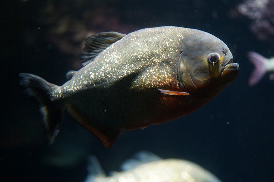 รูปภาพPirania – เลือกดูภาพถ่ายสต็อก เวกเตอร์ และวิดีโอ383 | Adobe Stock