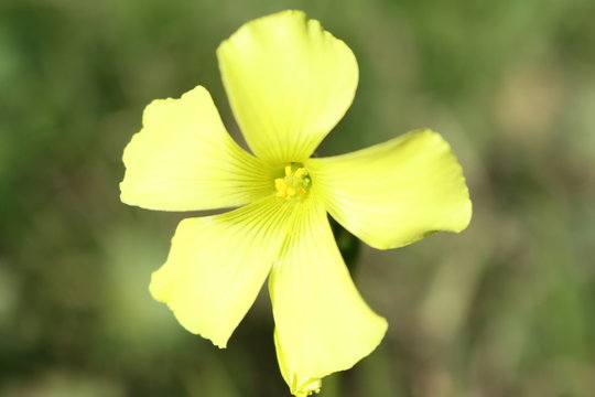 Angelina Alves photos, images, assets | Adobe Stock