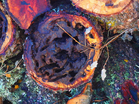 Carcomido Images – Browse 35 Stock Photos, Vectors, and Video | Adobe Stock