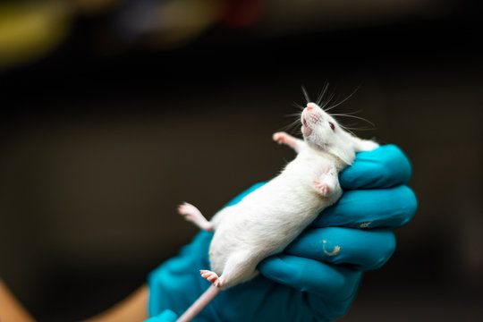 Labormaus Bilder – Durchsuchen 17,496 Archivfotos, Vektorgrafiken und ...