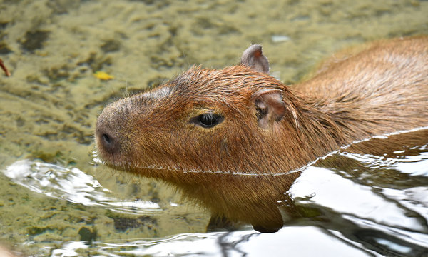 รูปภาพCapibara – เลือกดูภาพถ่ายสต็อก เวกเตอร์ และวิดีโอ13,278 | Adobe Stock