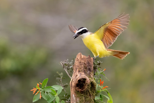 "Pitangus Sulphuratus" Images – Browse 1,831 Stock Photos, Vectors, and ...