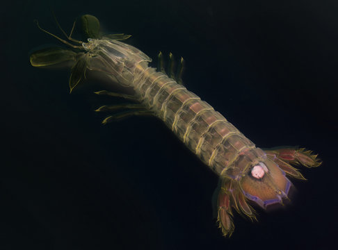 Canocchia Bilder – Durchsuchen 79 Archivfotos, Vektorgrafiken und ...