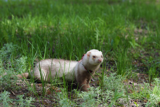 รูปภาพRatters – เลือกดูภาพถ่ายสต็อก เวกเตอร์ และวิดีโอ1,717 | Adobe Stock