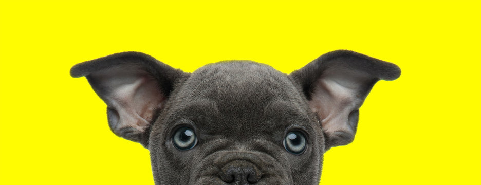 Free Dog Images – Browse 14,393 Free Stock Photos, Vectors, and Video ...