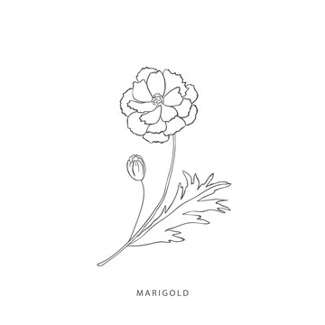 Marigold Flower Line Drawing | Best Flower Site