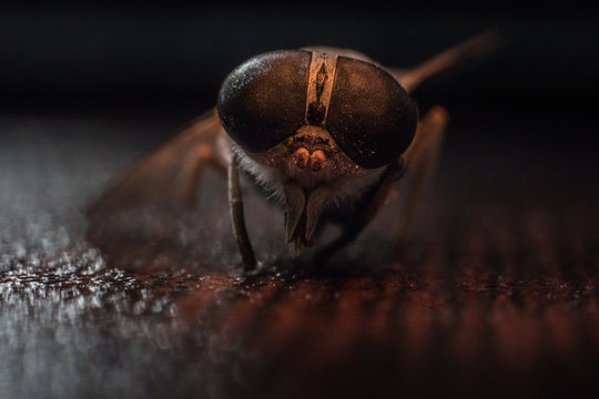 Dasselfliege Bilder – Durchsuchen 589 Archivfotos, Vektorgrafiken und ...