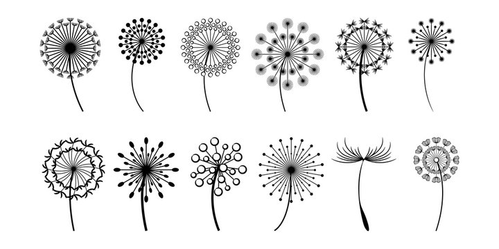 Dandelion Vector Png