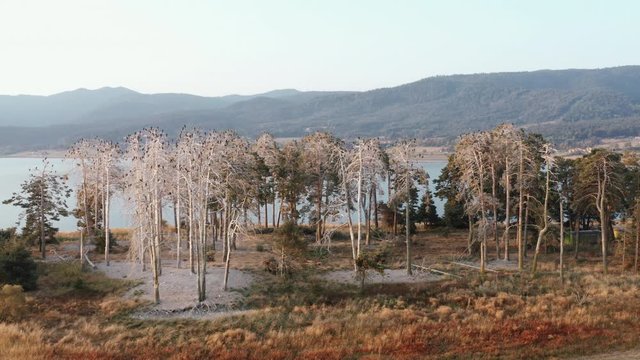 Branchless Images – Browse 77 Stock Photos, Vectors, and Video | Adobe ...