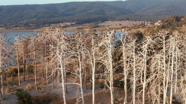 Branchless Images – Browse 77 Stock Photos, Vectors, and Video | Adobe ...