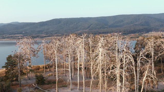 Branchless Images – Browse 77 Stock Photos, Vectors, and Video | Adobe ...