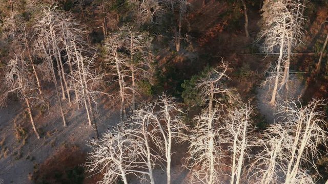 Branchless Images – Browse 77 Stock Photos, Vectors, and Video | Adobe ...