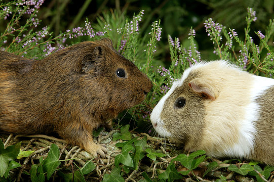 "Cavia Porcellus" Images – Browse 2,818 Stock Photos, Vectors, and ...