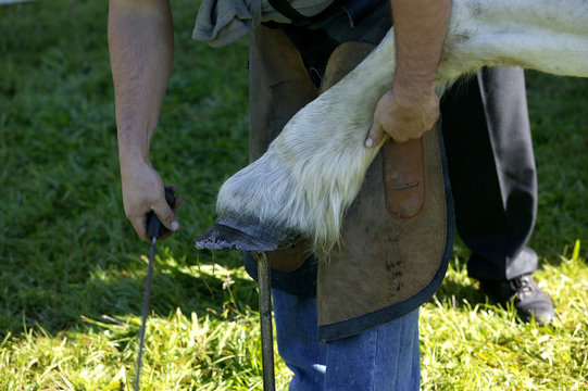 Ferrant Images – Browse 135 Stock Photos, Vectors, and Video | Adobe Stock