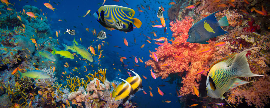 Cramp-Fish Imej – Semak Imbas 47 Foto, Vektor dan Video Stok | Adobe Stock