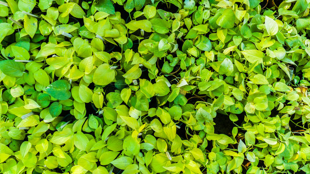 Galgota Images – Browse 41 Stock Photos, Vectors, and Video | Adobe Stock