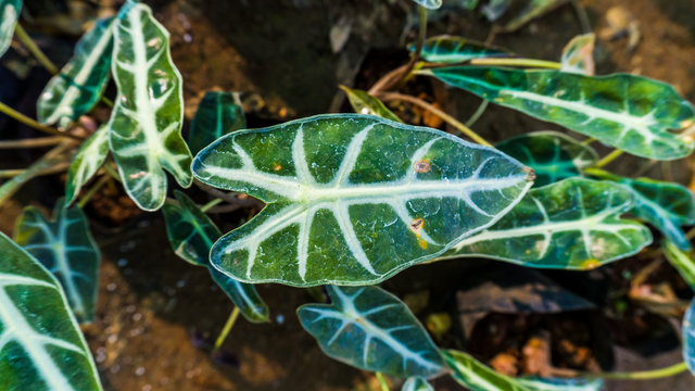 Galgota Images – Browse 41 Stock Photos, Vectors, and Video | Adobe Stock