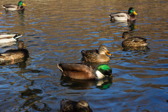 Dack 이미지 – 찾아보기 571 스톡 사진, 벡터 및 비디오 | Adobe Stock