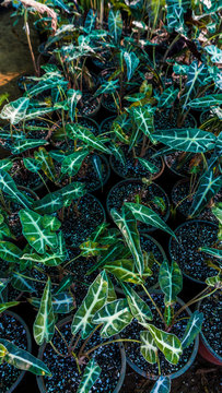 Galgota Images – Browse 41 Stock Photos, Vectors, and Video | Adobe Stock