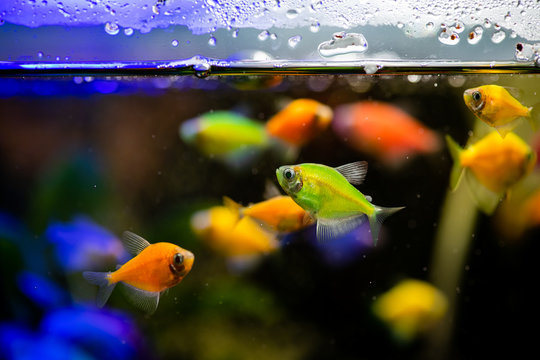 Glowfish Images – Browse 57 Stock Photos, Vectors, and Video | Adobe Stock