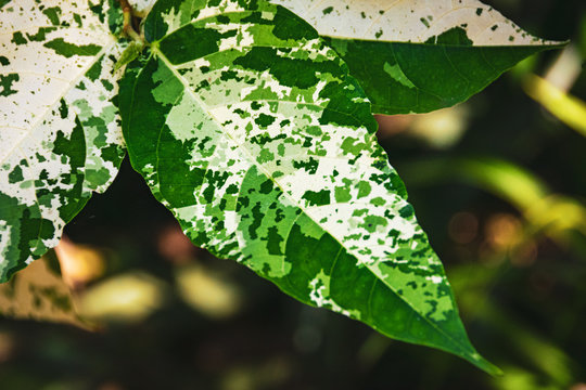 Ficeae Images – Browse 54 Stock Photos, Vectors, and Video | Adobe Stock