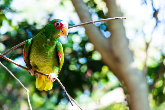 Cotorro 이미지 – 찾아보기 146 스톡 사진, 벡터 및 비디오 | Adobe Stock