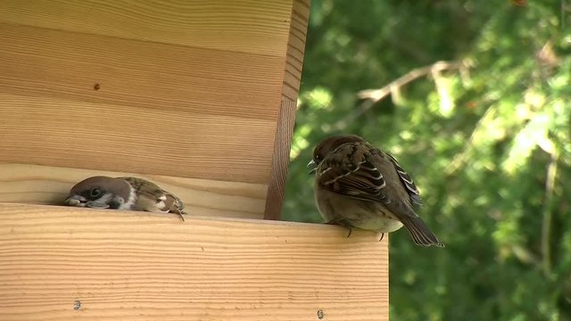 Feldspatzen bilder – Bläddra bland 353 stockfoton, vektorer och videor ...