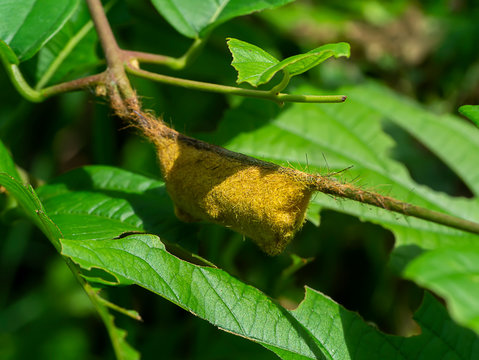 รูปภาพPlollen – เลือกดูภาพถ่ายสต็อก เวกเตอร์ และวิดีโอ100 | Adobe Stock