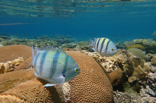 Hochsee-Fischerei Bilder – Durchsuchen 26,843 Archivfotos ...