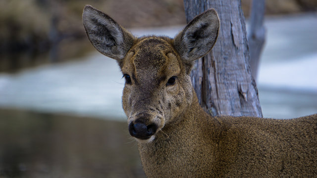 LAS 197 MEJORES IMÁGENES, FOTOS DE ARCHIVO Y VECTORES DE Huemul | Adobe ...