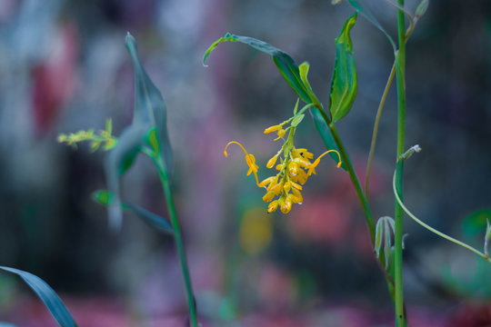 รูปภาพFolwer – เลือกดูภาพถ่ายสต็อก เวกเตอร์ และวิดีโอ235 | Adobe Stock