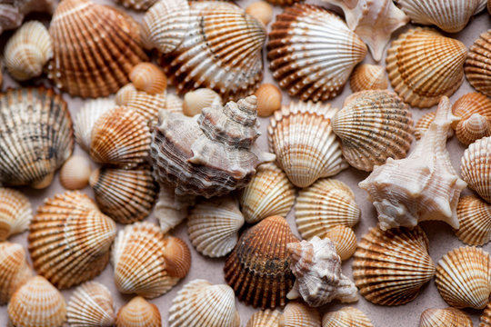 "Seashell Pattern" Images – Browse 737 Stock Photos, Vectors, and Video ...