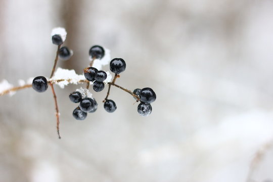 Berren-Bilder: Stock-Fotos & -Videos. | Adobe Stock