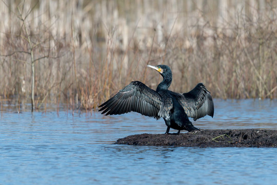Skarv Bilder – Durchsuchen 175 Archivfotos, Vektorgrafiken und Videos ...