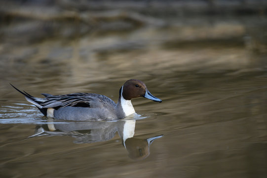 Pintail Wallpaper