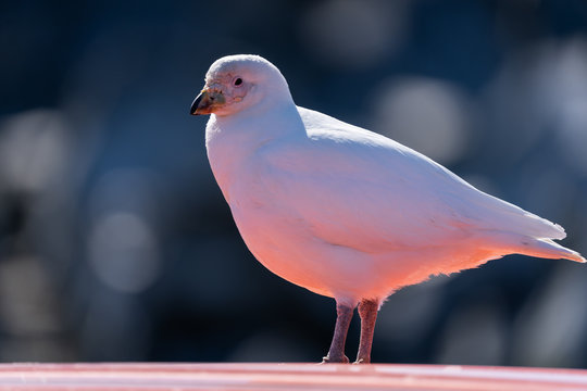 "Snowy Sheathbill" Images – Browse 472 Stock Photos, Vectors, and Video ...