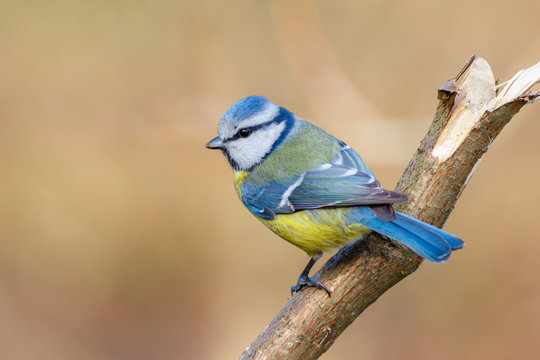 Modraszka Bilder – Durchsuchen 332 Archivfotos, Vektorgrafiken und ...
