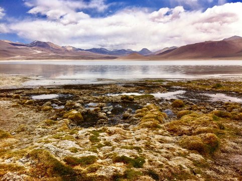 Imágenes de Pajonal: descubre bancos de fotos, ilustraciones, vectores ...