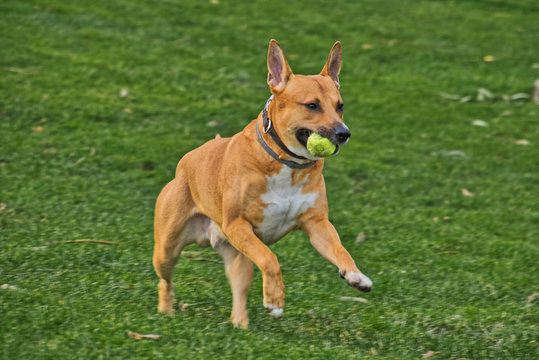 Tekel Images – Browse 55 Stock Photos, Vectors, and Video | Adobe Stock