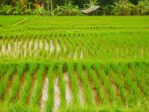 Ramer Bilder – Durchsuchen 3,148 Archivfotos, Vektorgrafiken und Videos ...