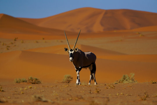 「Orix」の写真素材 | 1,285件の無料イラスト画像 | Adobe Stock