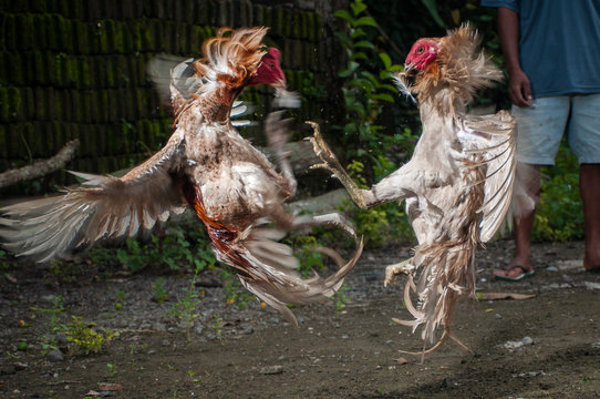 "Rooster Fight" Bilder – Durchsuchen 15,606 Archivfotos, Vektorgrafiken ...